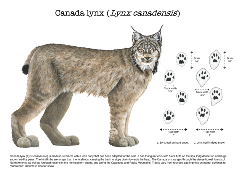 Canada lynx – Illustrating Nature 2021