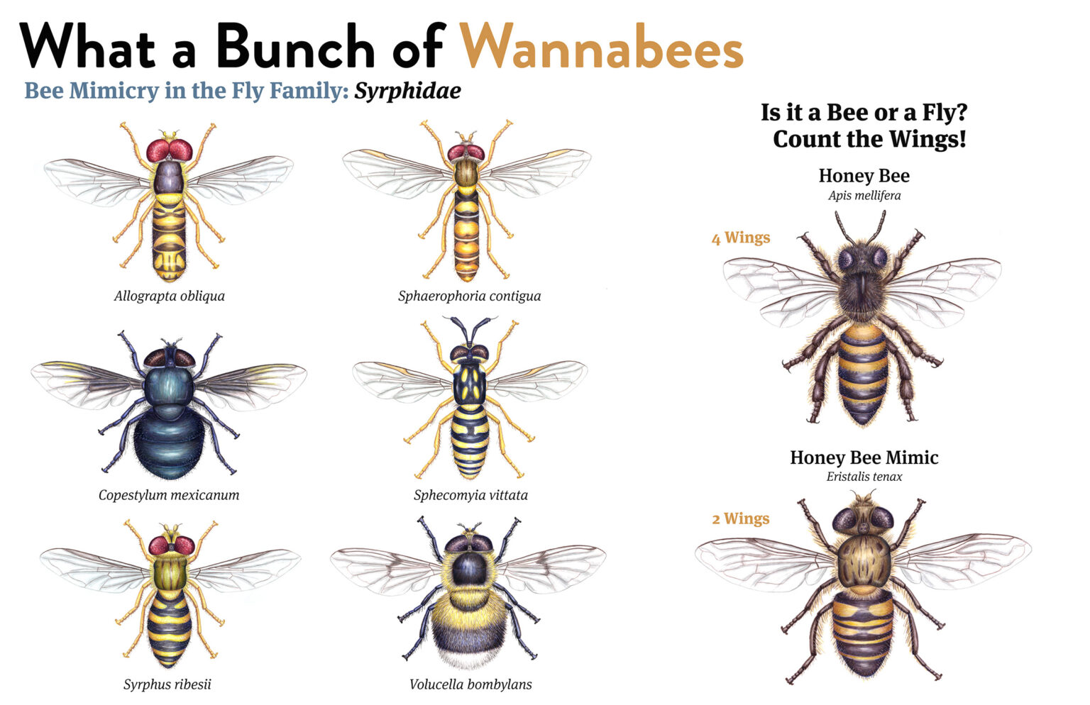What a Bunch of Wannabees: Bee Mimicry in the Fly Family Syrphidae ...