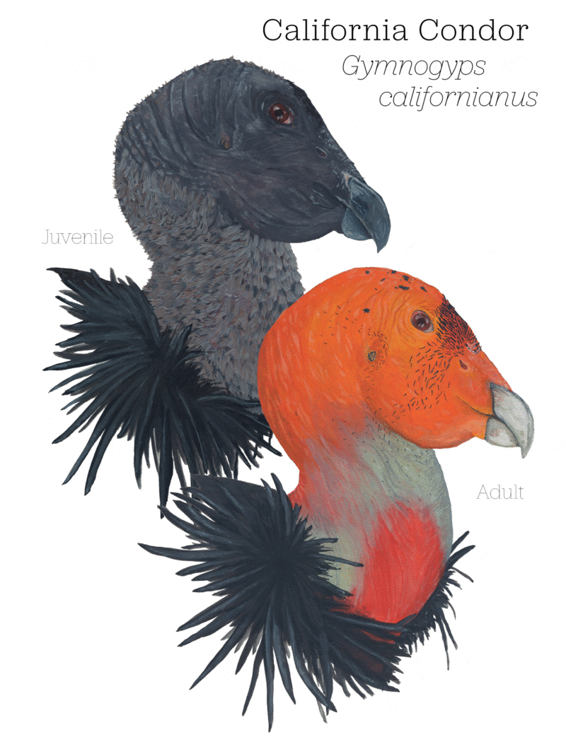 California Condors Through the Years – Illustrating Nature 2021