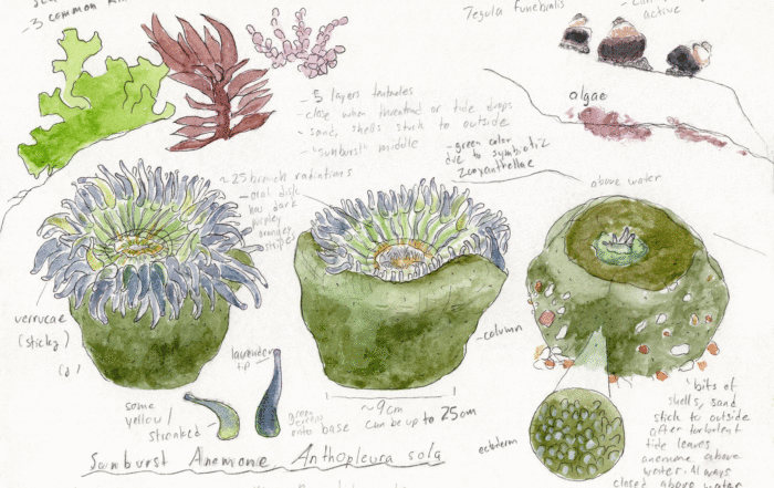 Ghost Story – Illustrating Nature 2021