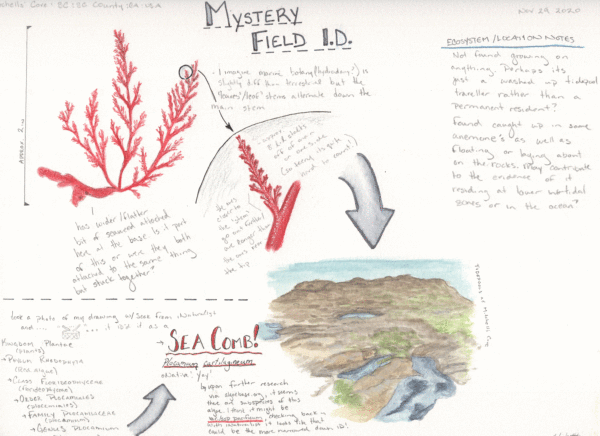 Algae Field Study – Illustrating Nature 2021