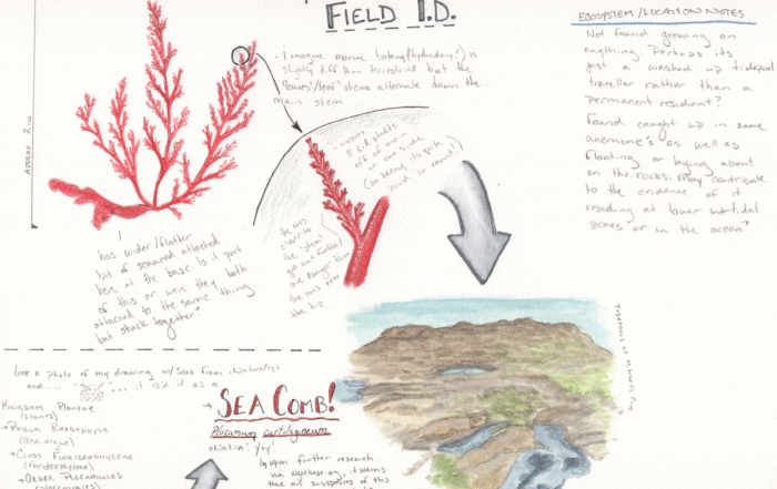 Algae Field Study – Illustrating Nature 2021